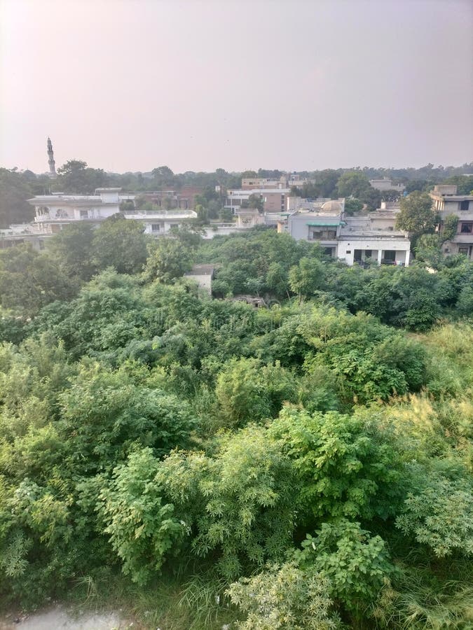 Tree Good View Upper Side Top of the Roof Stock Image - Image of garden ...
