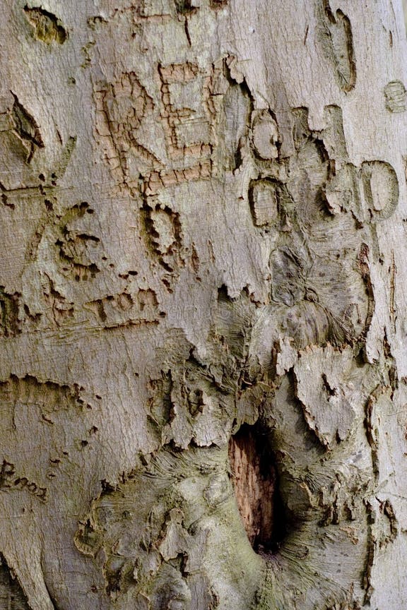 Tree Graffiti 1 stock image. Image of date, scarred, carving - 665897