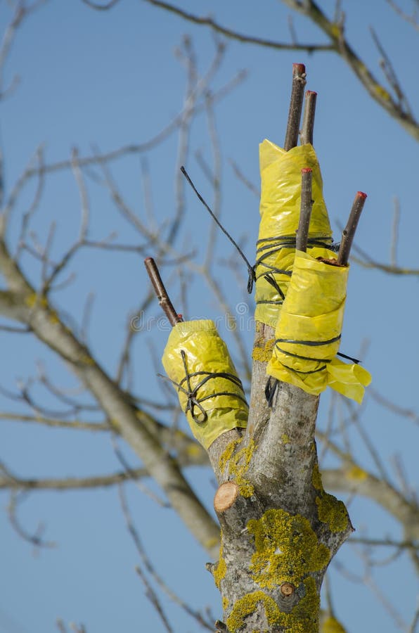 Tree Engrafted Stock Photos - Free & Royalty-Free Stock Photos from ...