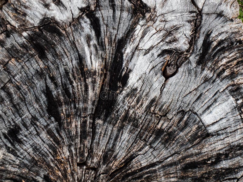 Tree Grain stock image. Image of white, woods, trunk - 36786063