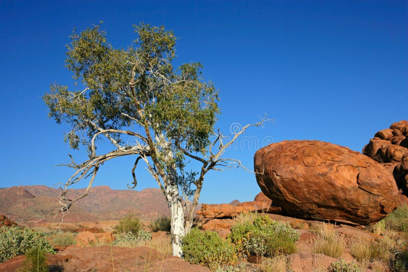 Tree and granite rocks stock photo. Image of outdoor - 16095240