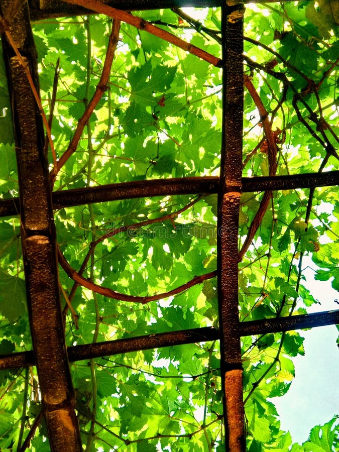 A Tree of Grape Fruit with Bamboo Sticks for Standing Up Stock Image ...
