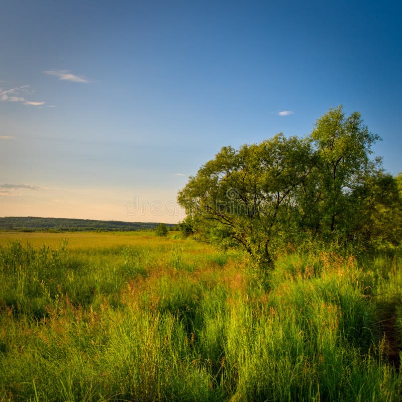 Tree in grass stock photo. Image of fresh, clean, farm - 12544372