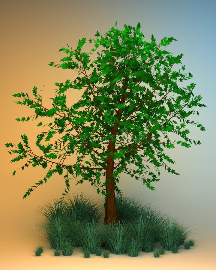 Tree And Grass Picture. Image: 15109141