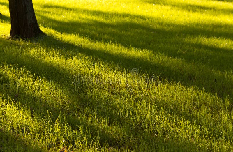 Tree and grass stock photo. Image of tree, outdoors, nature - 17716930