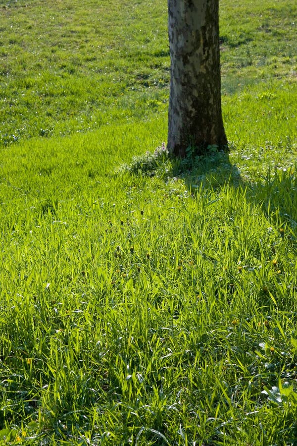 Tree and grass stock photo. Image of hill, plants, sunlight - 4693250