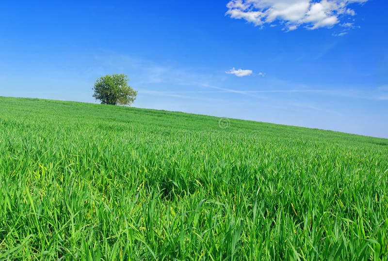 Tree and grass stock image. Image of field, farm, plants - 6821449