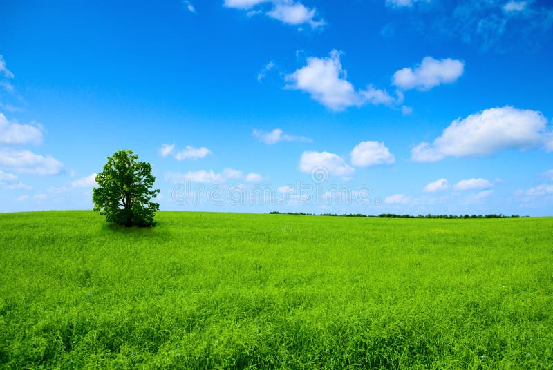 Tree and grass stock image. Image of colorful, country - 9430301