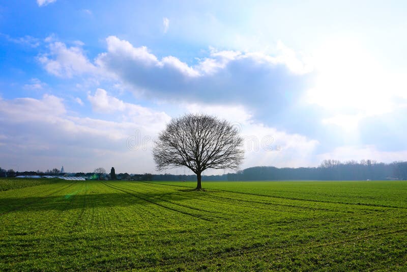 It is a Tree on a Cloudy Day Stock Photo - Image of area, cloudy: 126658952