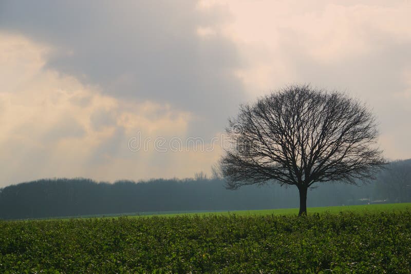 It is a Tree on a Cloudy Day Stock Photo - Image of field, heaven ...
