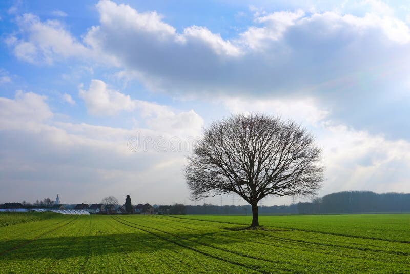 It is a Tree on a Cloudy Day Stock Photo - Image of light, cold: 126658986