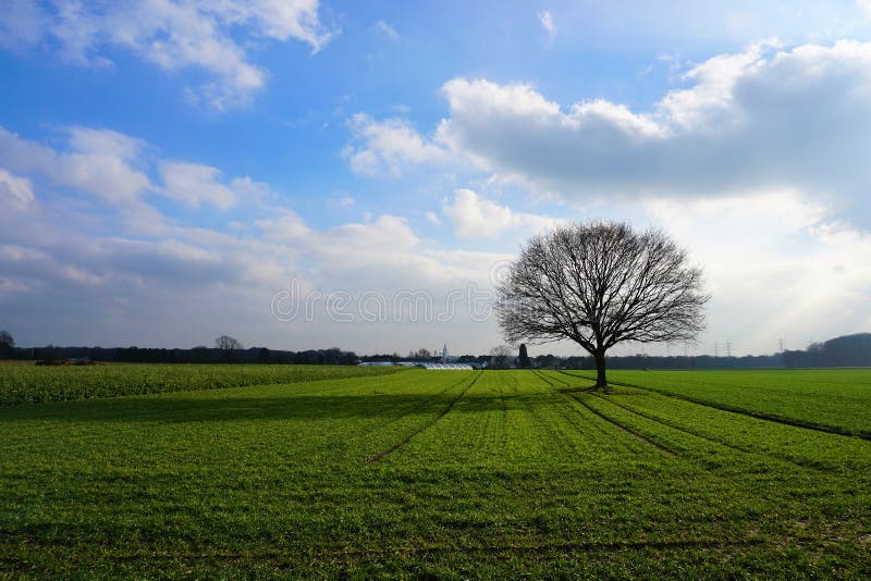 It is a Tree on a Cloudy Day Stock Image - Image of landscape, high ...