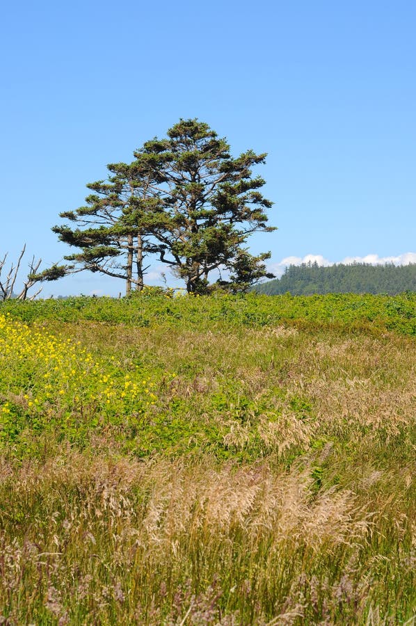 Rural Field Grass Land with Shrubs and Bushes Stock Photo - Image of ...