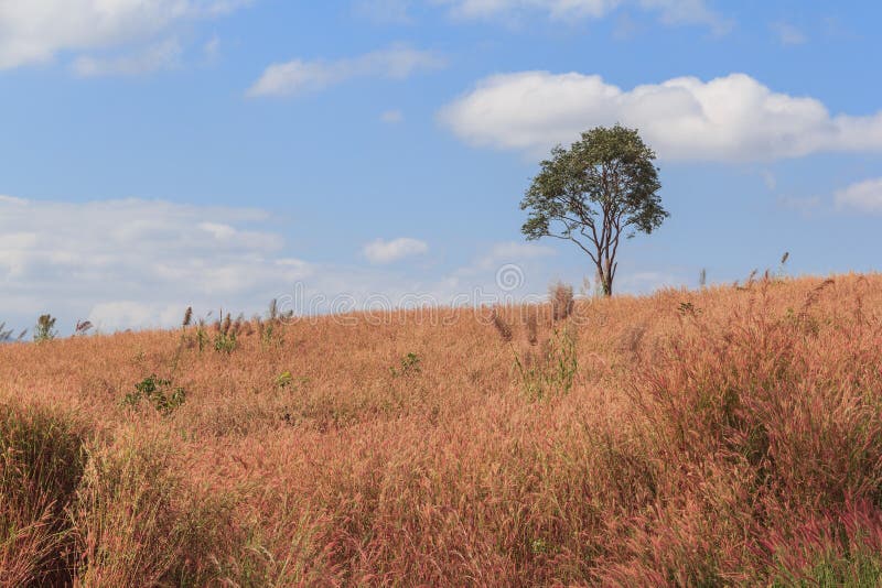 Tree in a grass field stock photo. Image of grass, wood - 36472666