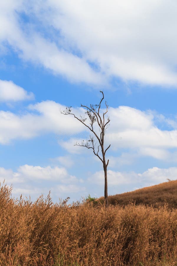 Tree in a grass field stock photo. Image of countryside - 36472678