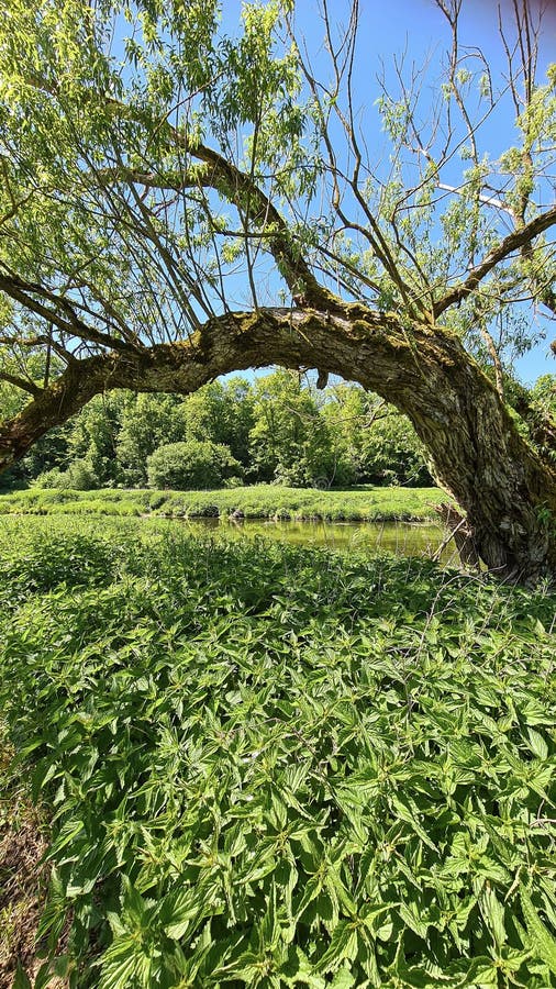 Tree Grass Green Meadow Shadow Summer Sunshine Stock Image - Image of ...