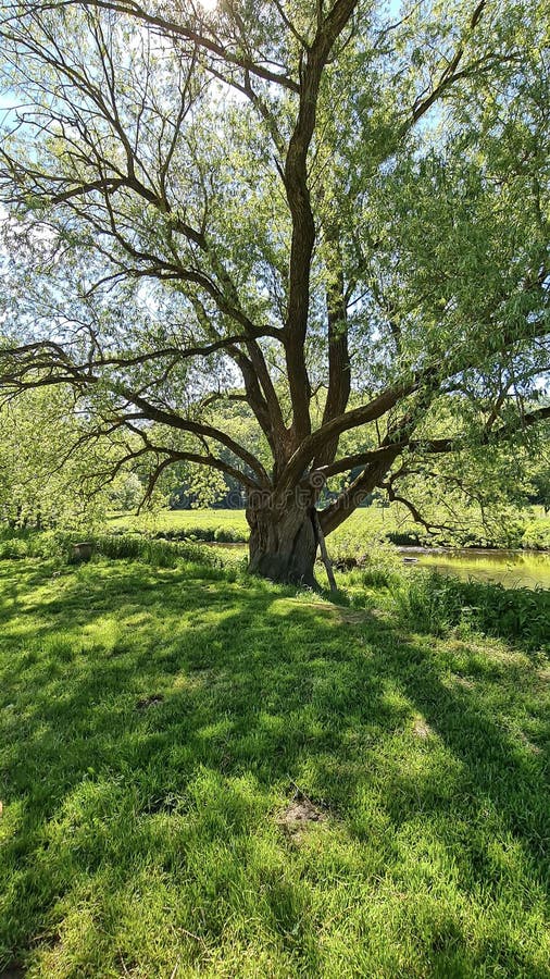 Tree Grass Green Summer Sunshine Meadow Shadow Stock Image - Image of ...