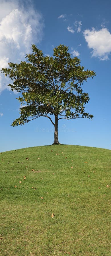 Tree on a grass hill stock photo. Image of plain, branch - 207499304
