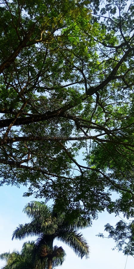 Tree Grass Leaf High Pretty Beatiful Summer Bright Stock Photo - Image ...