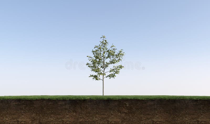 Deciduous Tree and Soil Cut Under it, 3d Render Stock Illustration ...