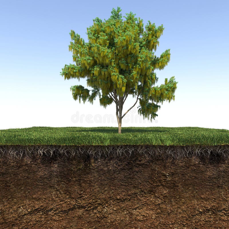 Tree Isolated 3d Render Cross Section Stock Illustrations – 235 Tree ...