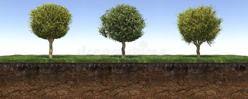 Deciduous Tree and Soil Cut Under it, 3d Render Stock Illustration ...