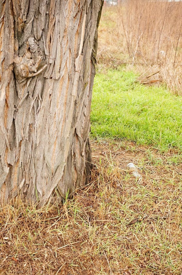 Tree and grass stock image. Image of green, grass, tree - 49227413