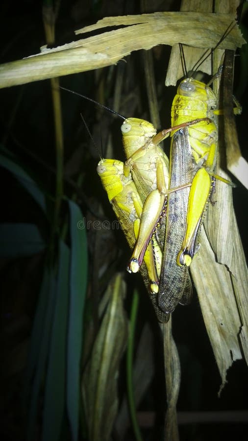 Tree Grasshopper in the Night Stock Photo - Image of night, plant ...