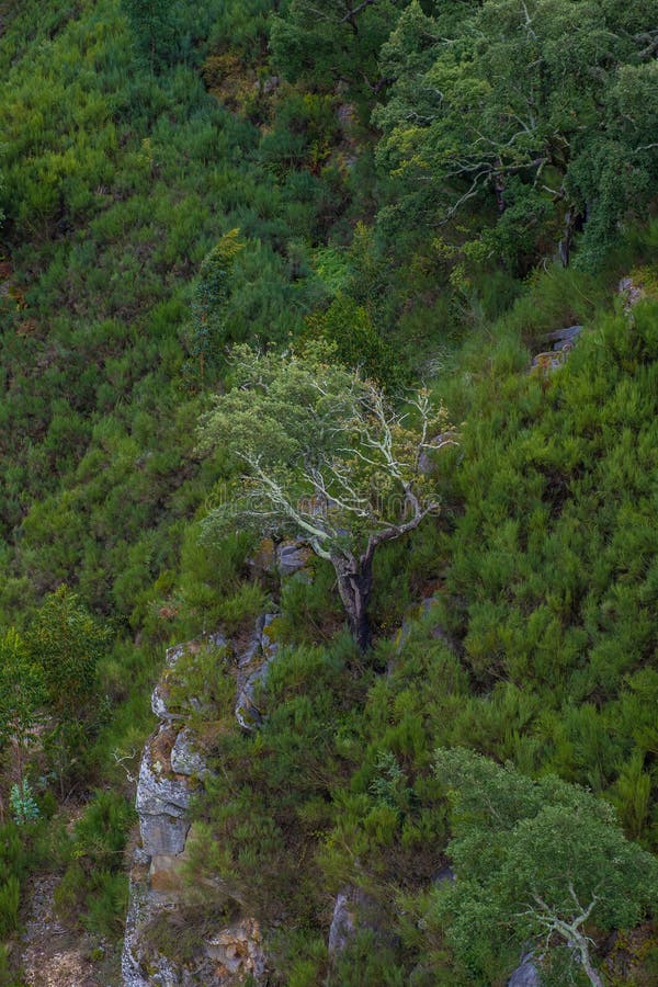 Tree on a grassy cliff stock image. Image of green, mountains - 389786945