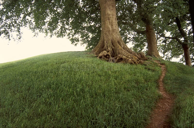 Tree on steep hillside stock photo. Image of single, foliage - 8664828
