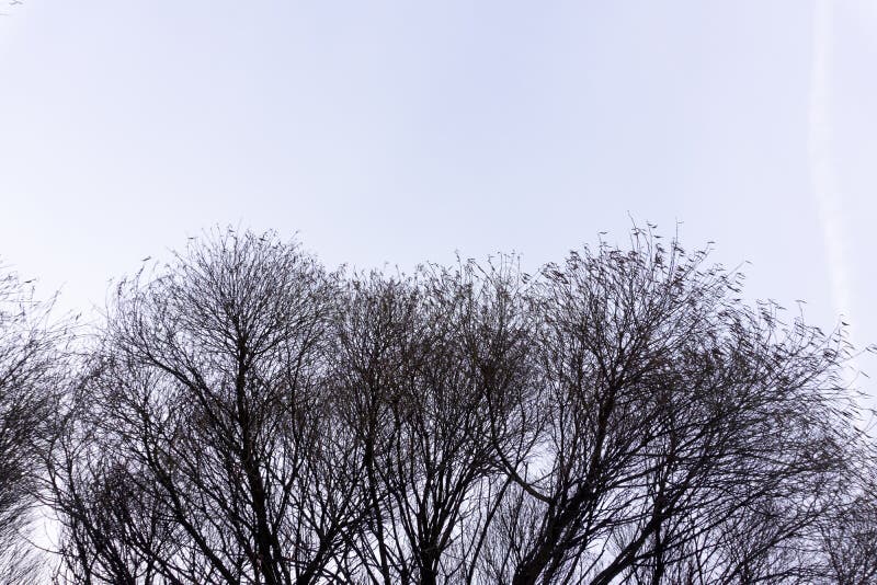 Tree with Gray Sky Nature Outline Park Stock Photo - Image of seasonal ...