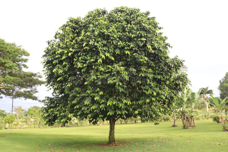 Lau Lau Tree from Papua New Guinea Stock Photo - Image of plant ...