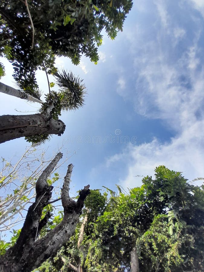 Tree green as seen below stock image. Image of tree - 283342619