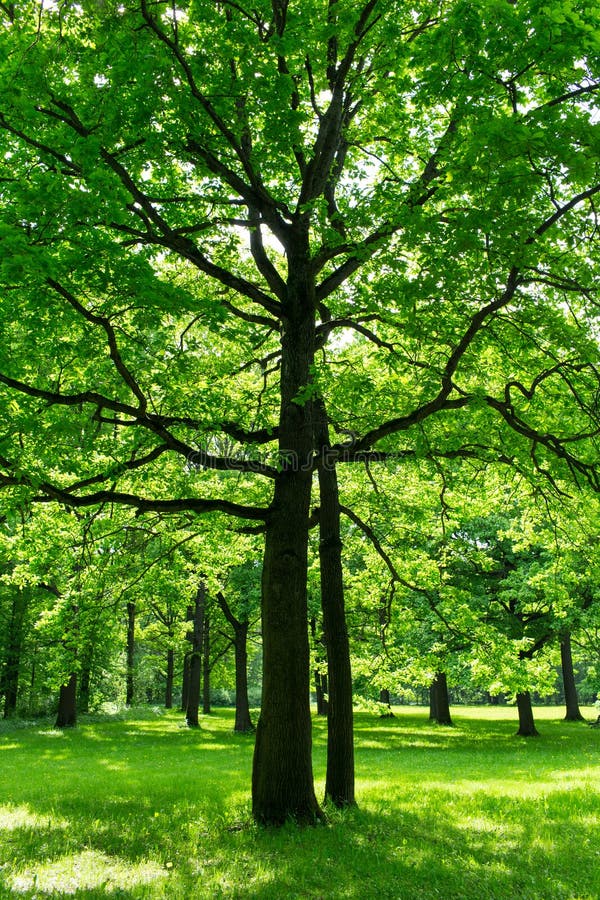 Tree in green stock image. Image of park, bright, angle - 72287791
