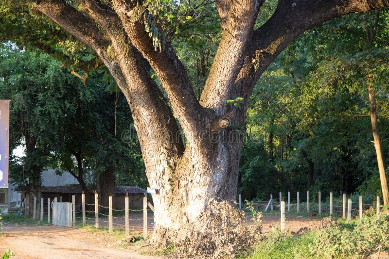 Tree stock photo. Image of countryside, laos, road, green - 129004068