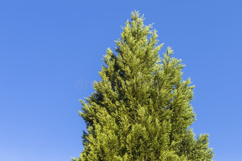 Tree Green Blue stock photo. Image of season, tree, buds - 59888650