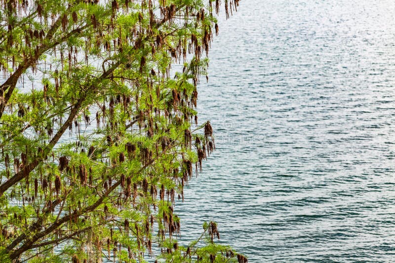 Tree over Water stock image. Image of branch, branches - 131457817