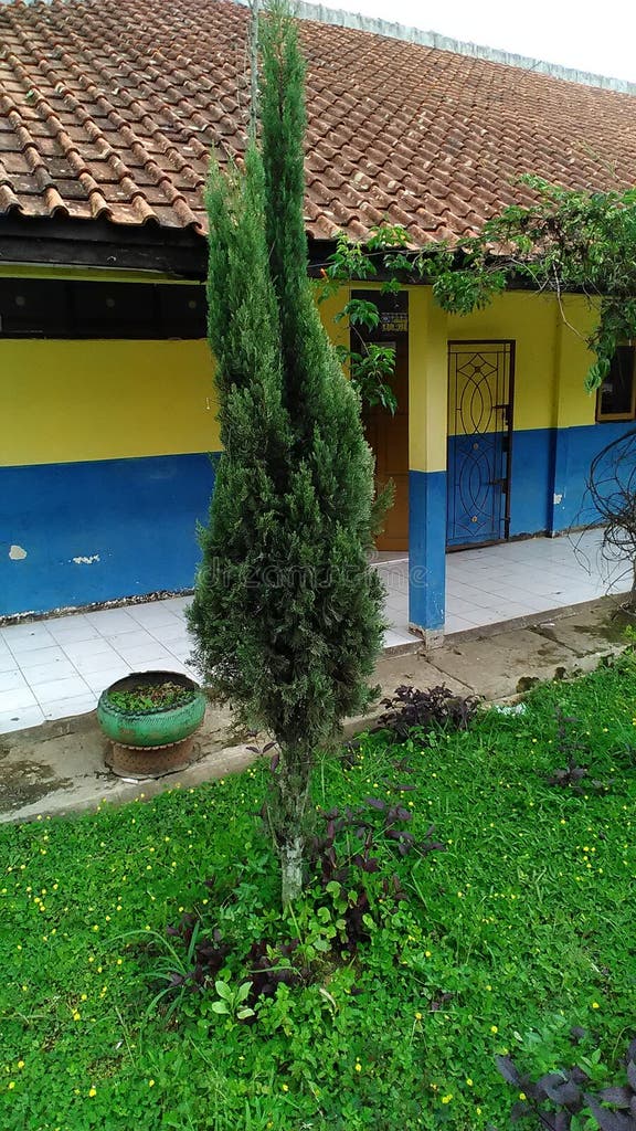 TREE GREEN CEMARA in PARK stock image. Image of park - 169238037