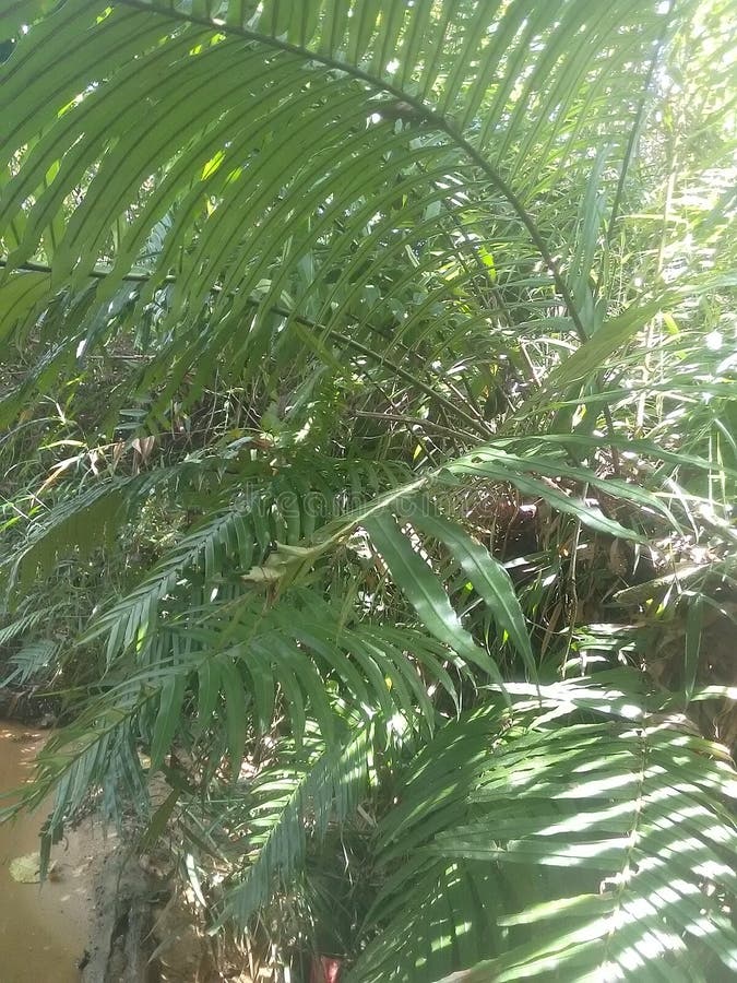 Tree green color leaf stock image. Image of color, food - 200735611