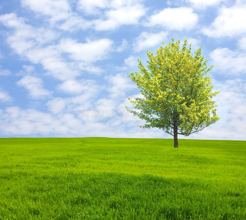 Tree on green field stock image. Image of countryside - 10571171