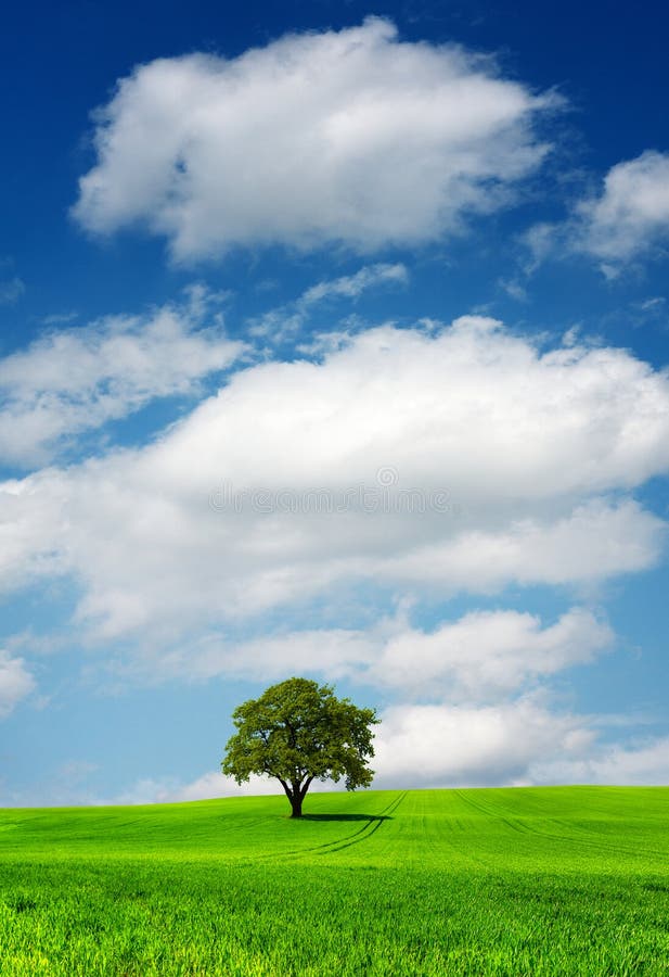 Tree on green field stock image. Image of green, forest - 12131991
