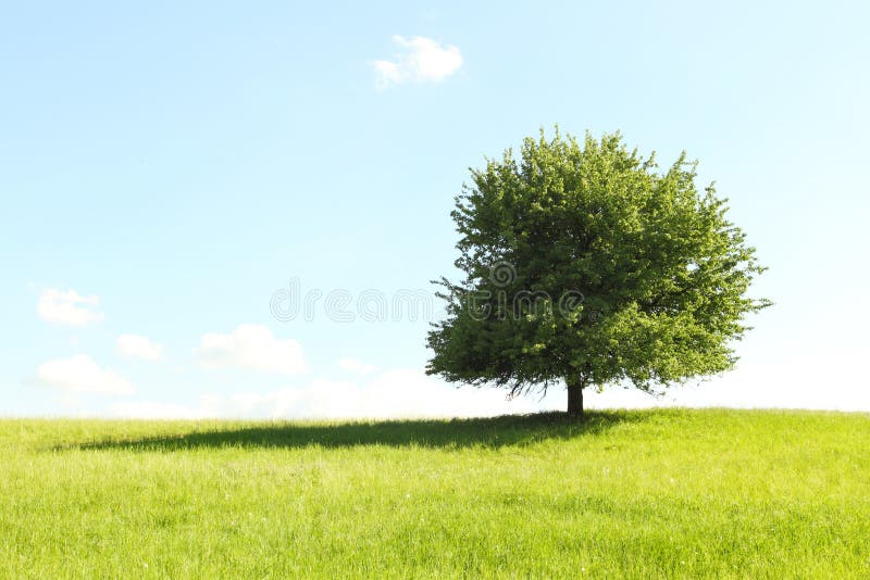 Tree on field stock photo. Image of plant, dynamic, natural - 16006076