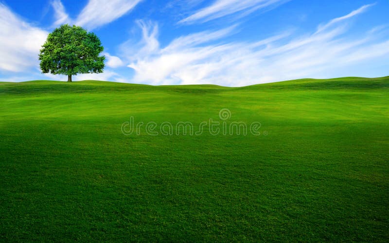 Tree in the green field stock illustration. Illustration of grow - 28971154