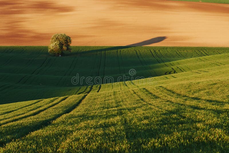 Tree on Green Field in Moravia. Beautiful Nature Stock Photo - Image of ...