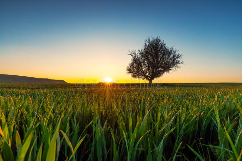 Tree in a Green Field, Sunset Shot Stock Image - Image of colorful ...