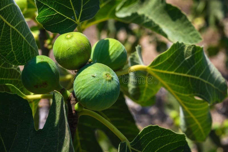 The Tree with the Green Figs Stock Image - Image of leaf, botany: 338321605