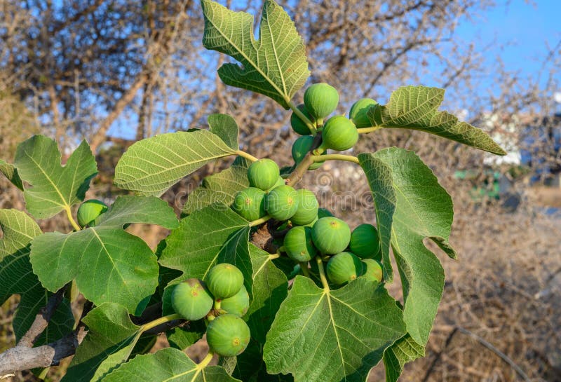 Fig Tree with Two Green Figs in Garden Stock Photo - Image of leafs ...
