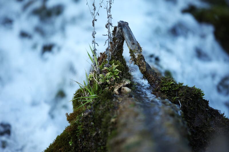 A Tree and a Green Flower in Front of the Waterfall Stock Photo - Image ...