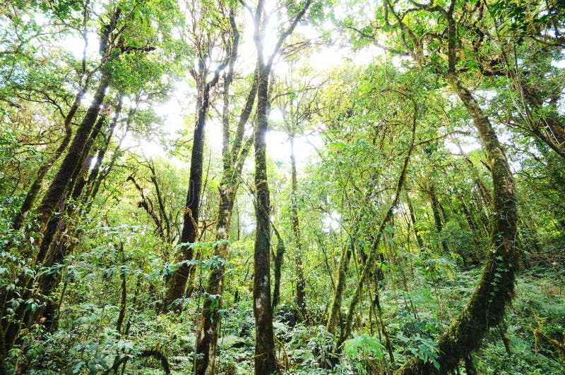 The tree in a green forest stock photo. Image of root - 39687278