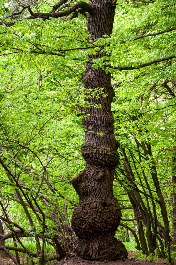 Tree in Green Forest. Spring Nature Forest. Nature in Summer ...